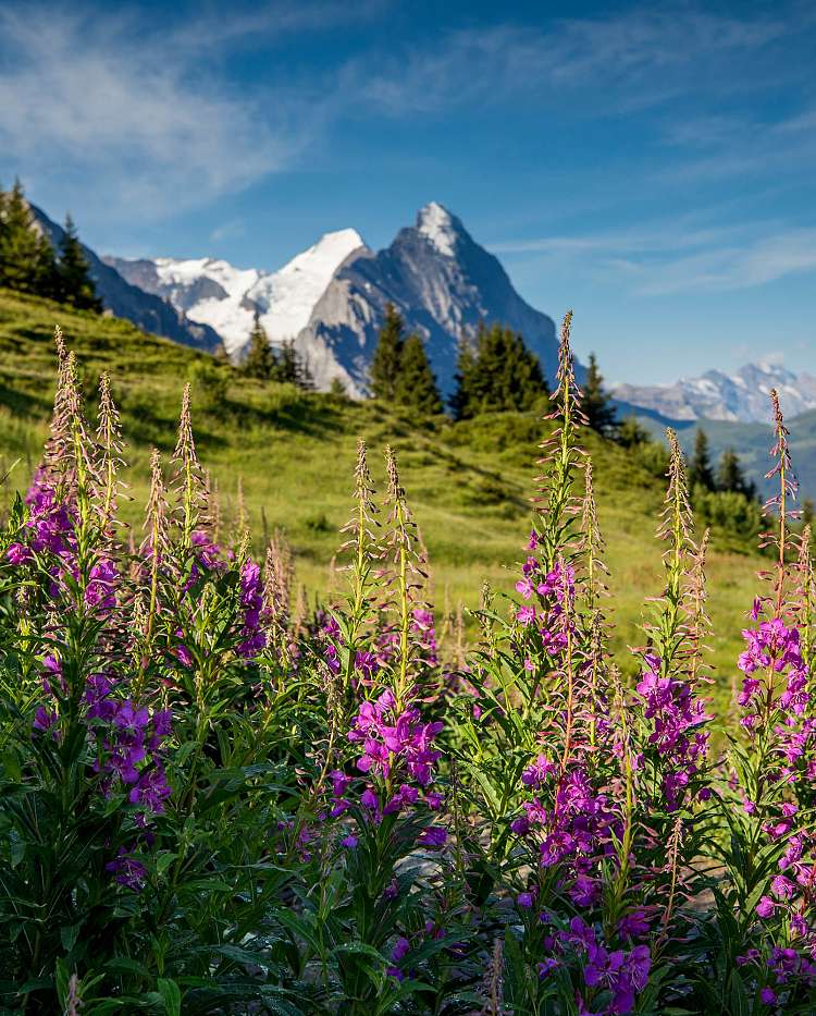 Summer Days in Grindelwald | Sunstar Hotel Grindelwald